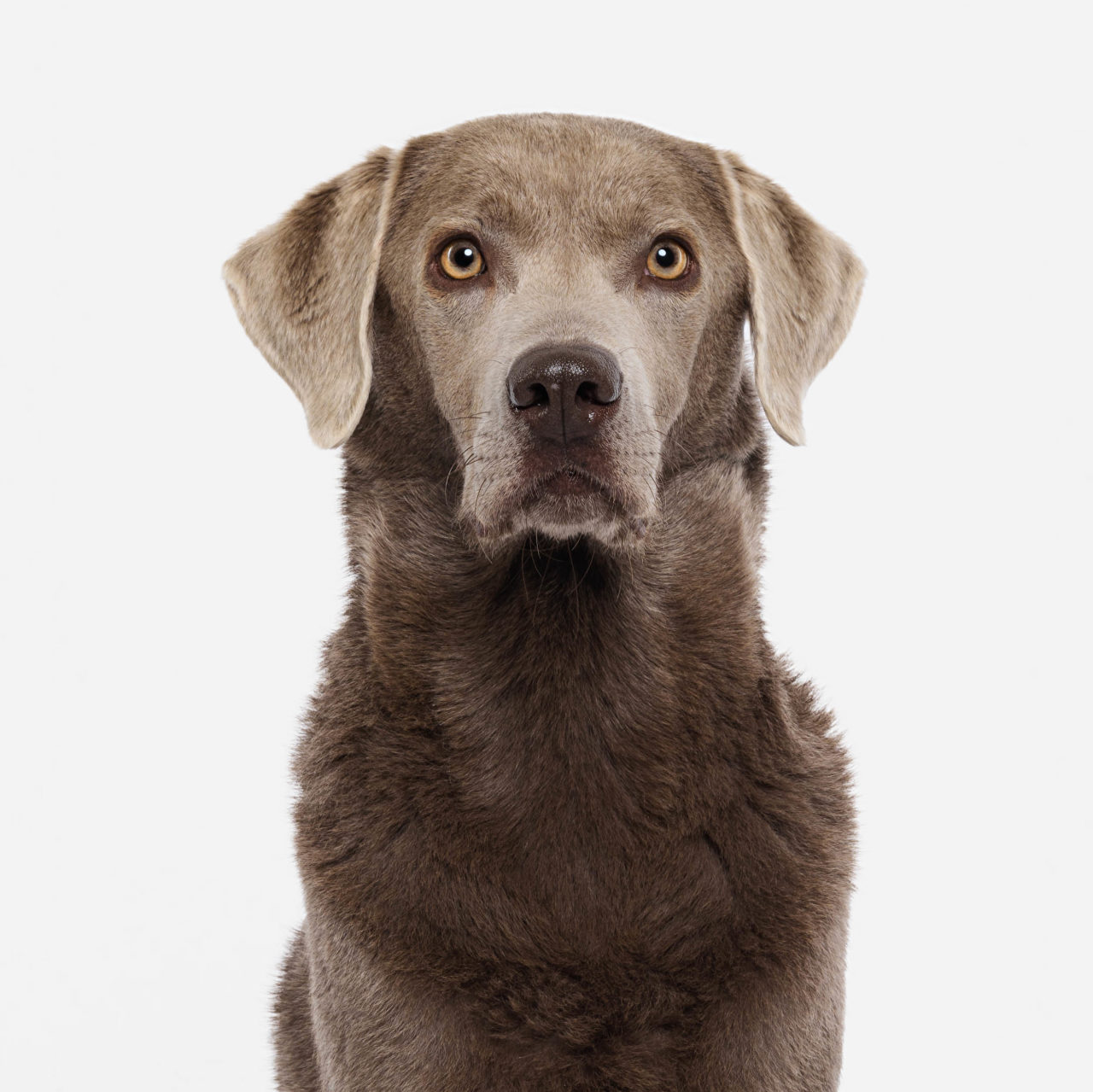 Hundefotografie - Fotoatelier Ebinger